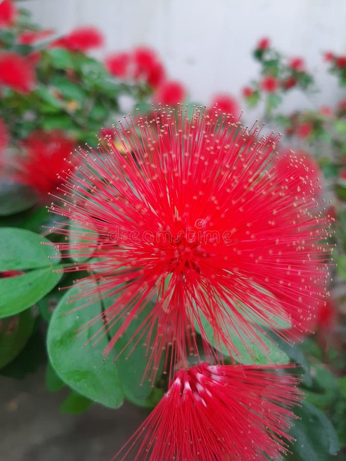 Red Calliandra flower stock photo. Image of leaf, blossom - 269075814