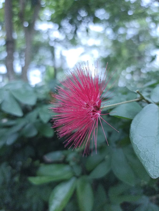 Red Calliandra Flower stock image. Image of beauty, surinamesis - 269077915