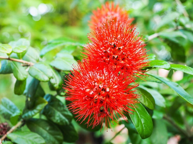 Red Calliandra flower stock image. Image of botanical - 98576407