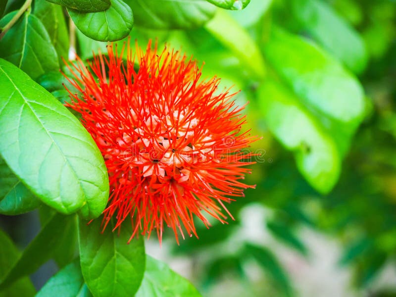 Red Calliandra flower stock photo. Image of season, calliandra - 98576412