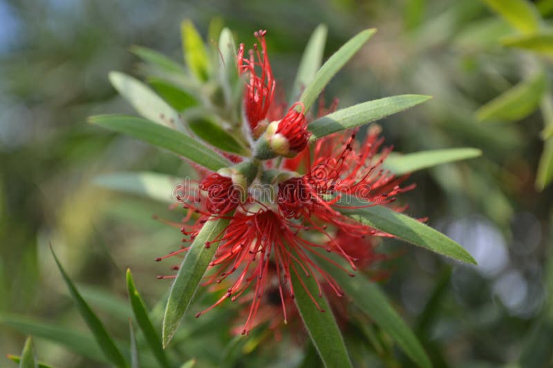Red Callistemon Flower Melaleuca Comboynensis Stock Photo - Image of ...