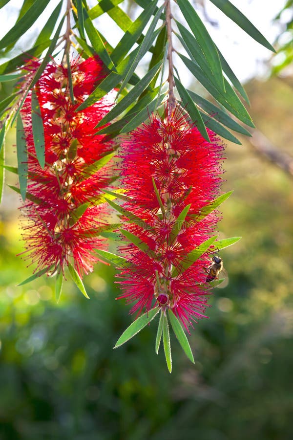 Red callistemon flowers. stock photo. Image of evergreen - 45301898