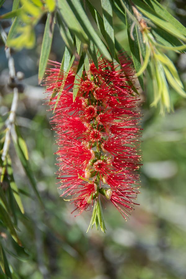 A Red Callistemon Plant in Bloom Stock Photo - Image of bloom, crimson ...