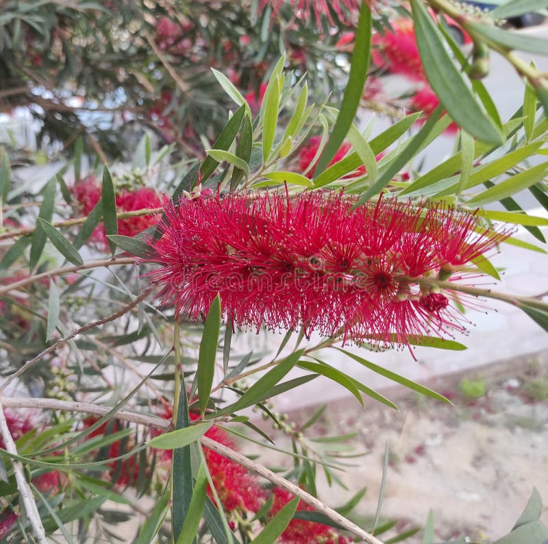 A Very Beautiful Looking Red Callistemon Viminalis Stock Photo - Image ...