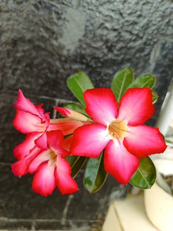 Red Cambodia Has Been Watered Stock Photo - Image of watered, cambodia: 342736864