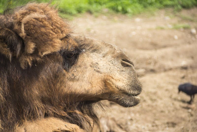 Red camel right stock image. Image of travel, shaggy - 33024613
