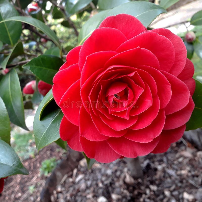 Red Camellia Tree Flower Blossom Stock Image - Image of garden, forest ...