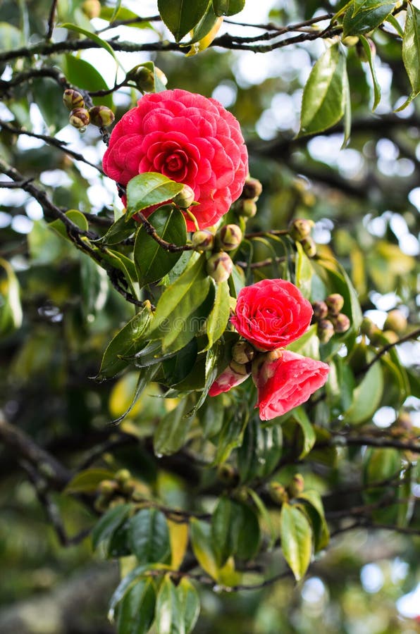 Red camellia stock image. Image of bloom, natural, nature - 41695491