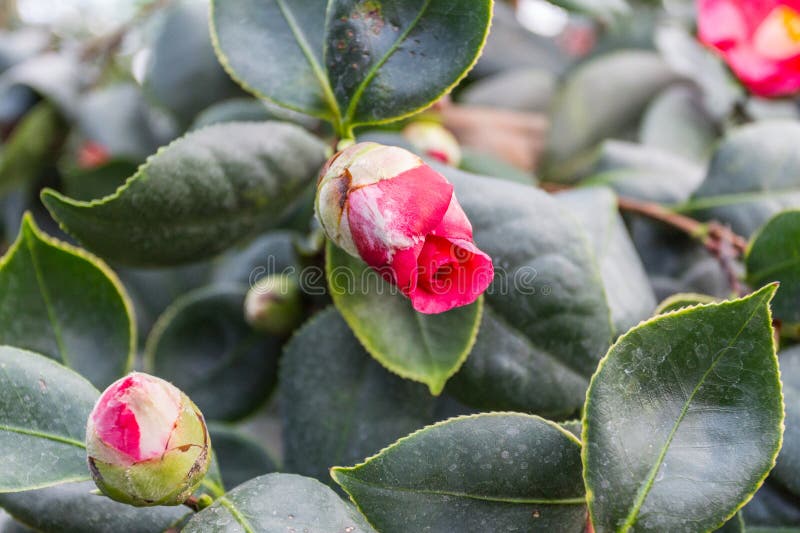 Red Camellia Japonica Flower on a Tree in the Garden Stock Image ...