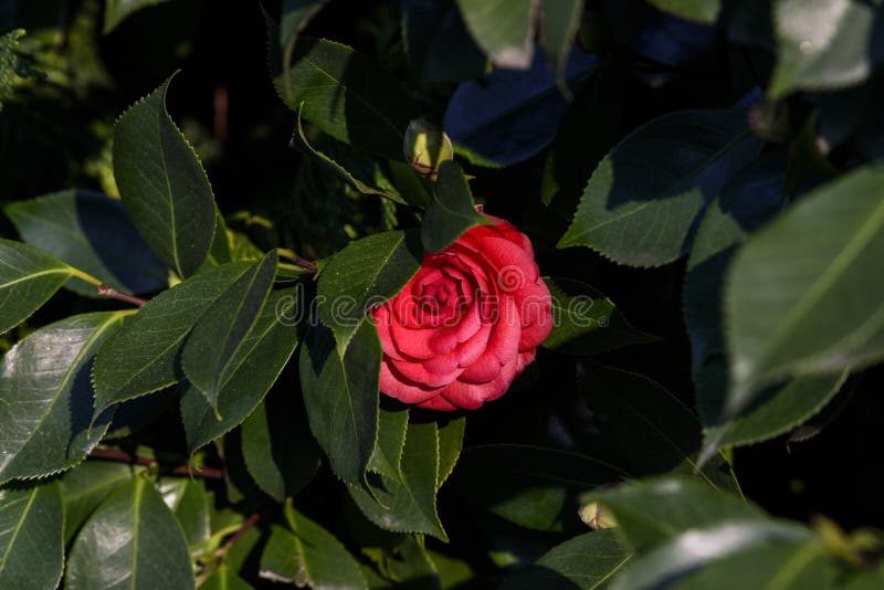 Red camellia on the tree stock photo. Image of elegance - 176169670