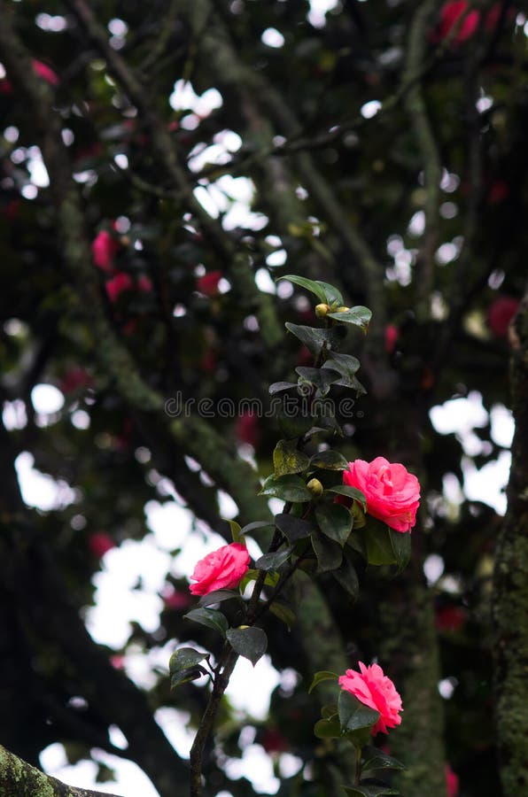Red camellias stock photo. Image of elegance, natural - 43031450