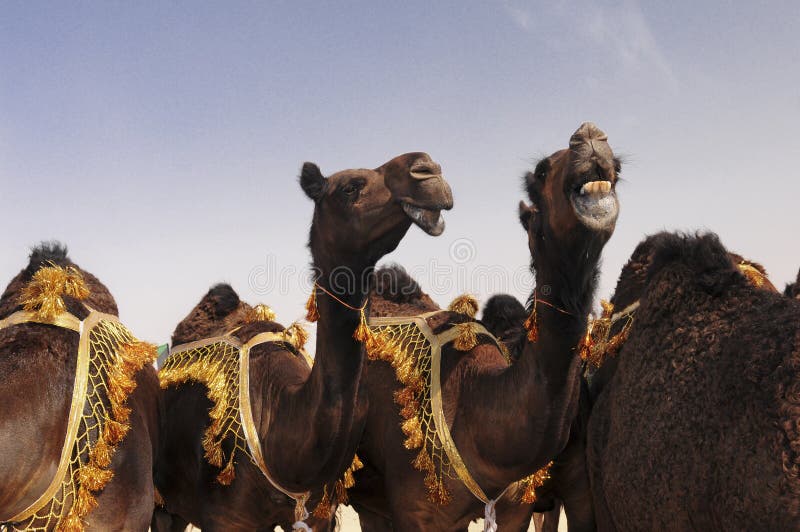 Red camels stock photo. Image of united, arabia, sahara - 29278508