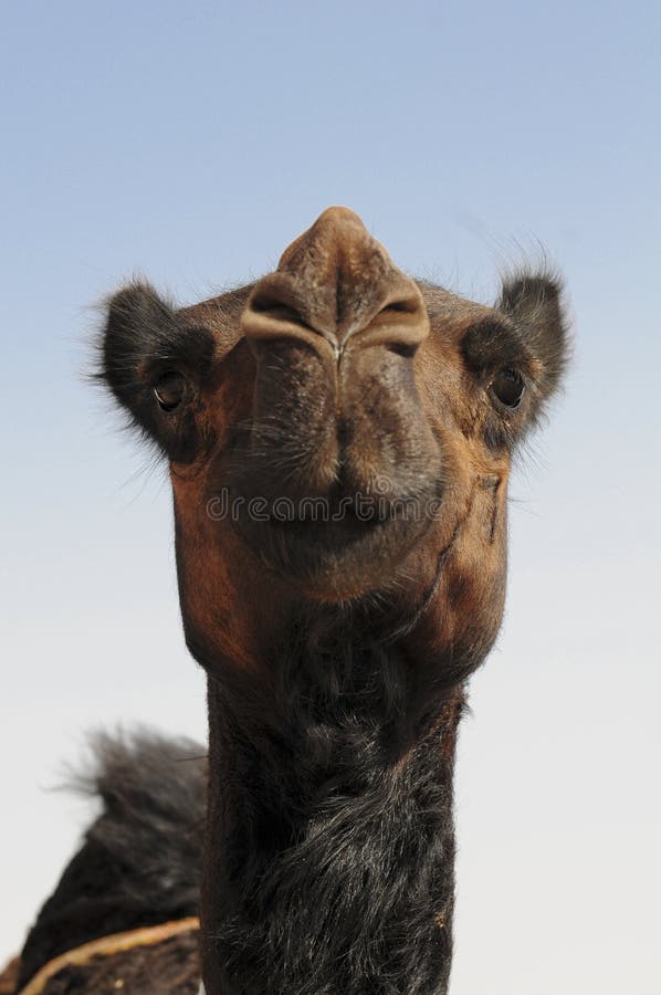 Red camels stock image. Image of east, orient, camels - 29278565