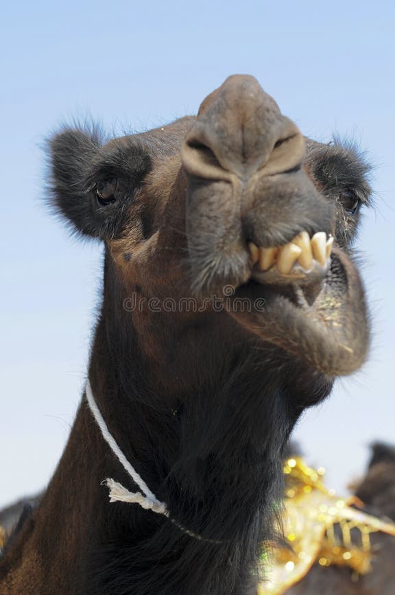 Red camels stock image. Image of animal, kuwait, middle - 29278609