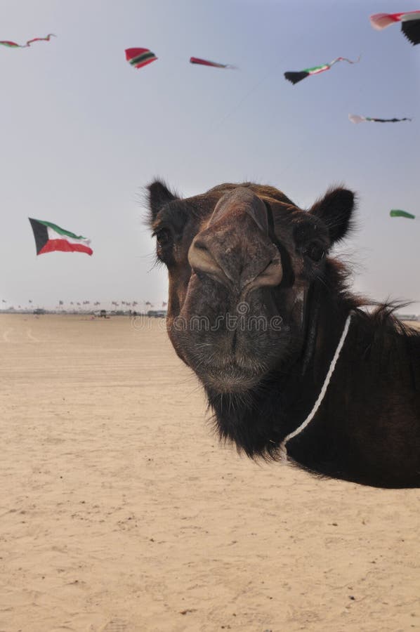 Red camels stock image. Image of dhabi, emirates, arab - 29278815