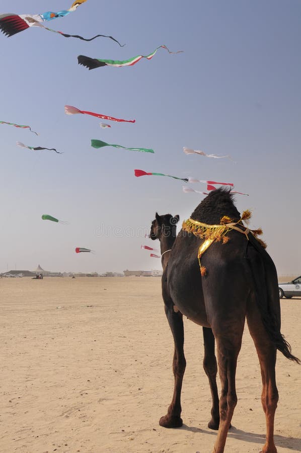 Kuwait: Camels in desert stock photo. Image of gulf, arabic - 18727714