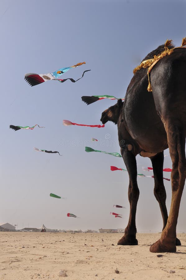 Red camels stock image. Image of animal, kuwait, middle - 29278609
