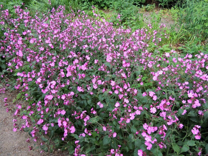 Red Campion or Red Catchfly in the Garden Stock Image - Image of petals ...