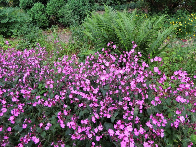 Red Campion or Red Catchfly in the Garden Stock Image - Image of silene ...