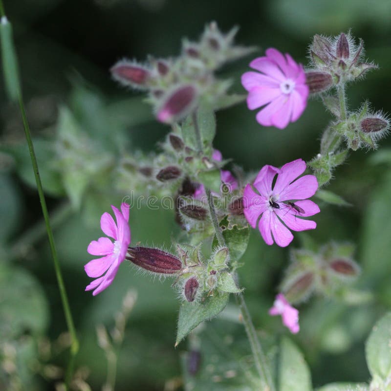 Red Campion or Red Catchfly (Silene Dioica) Flower Blooming in Spring ...