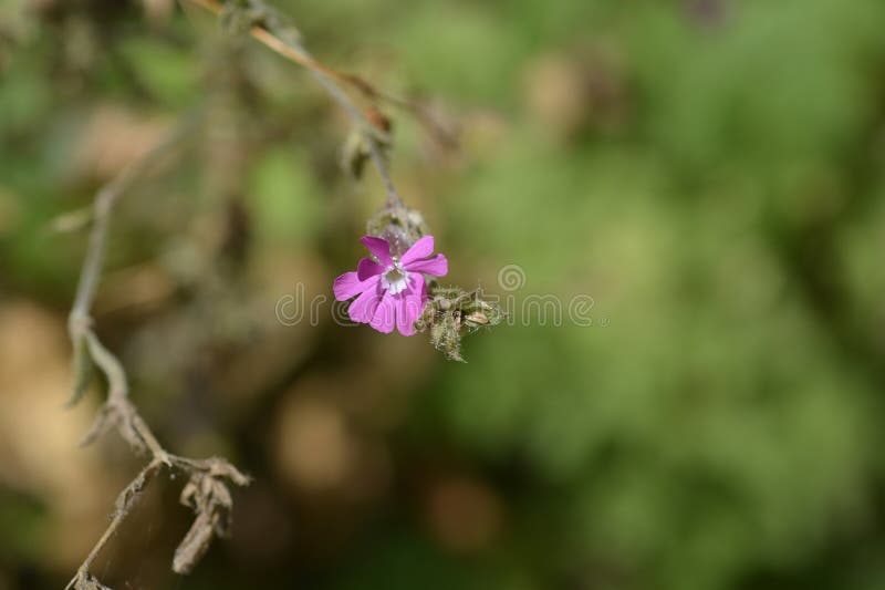 Red campion stock image. Image of botany, dioica, leaf - 357631629