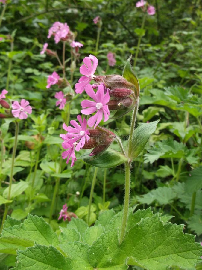 Red Campion Flower stock photo. Image of herbal, flower - 54224726