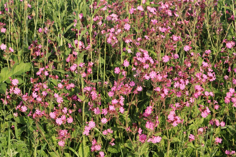 Red Campion, Silene Dioica, Flowering at Roadside Stock Photo - Image ...