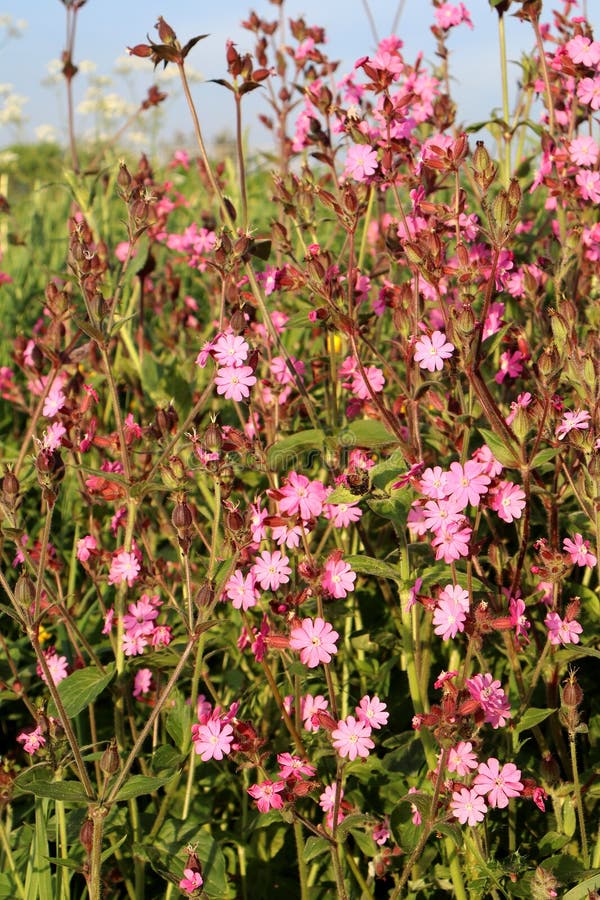 Red Campion, Silene Dioica, Flowering at Roadside Stock Photo - Image ...