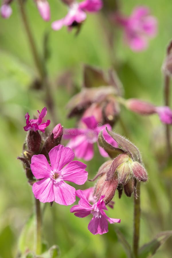 Red Campion (Silene Dioica). Stock Image - Image of meadow, blossom ...
