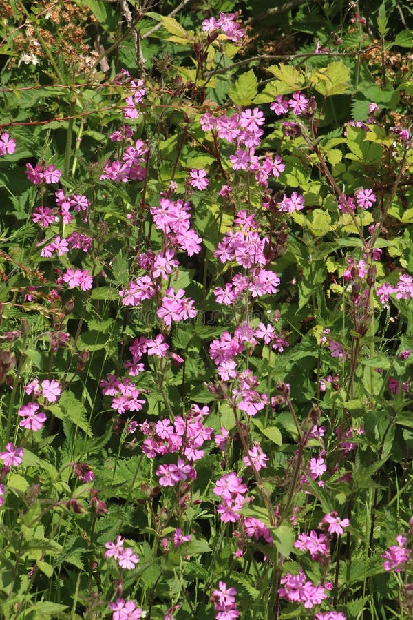 Red Campion, Silene Dioica, in Wild Flower Area Stock Image - Image of ...