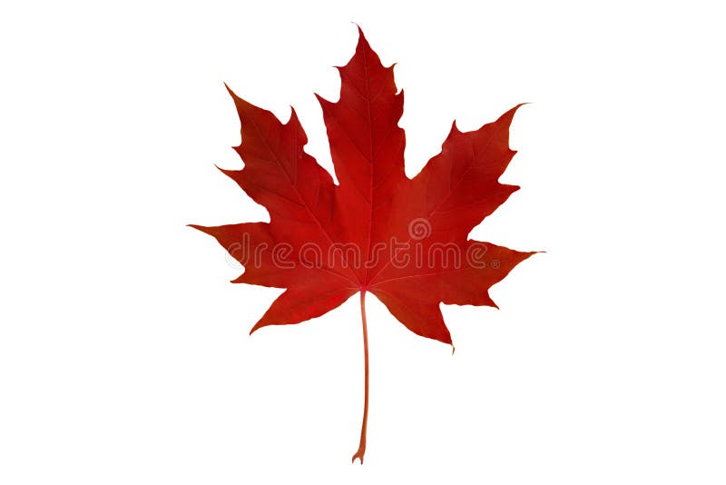 Red Canadian Maple Leaf Isolated on White Stock Photo - Image of ...