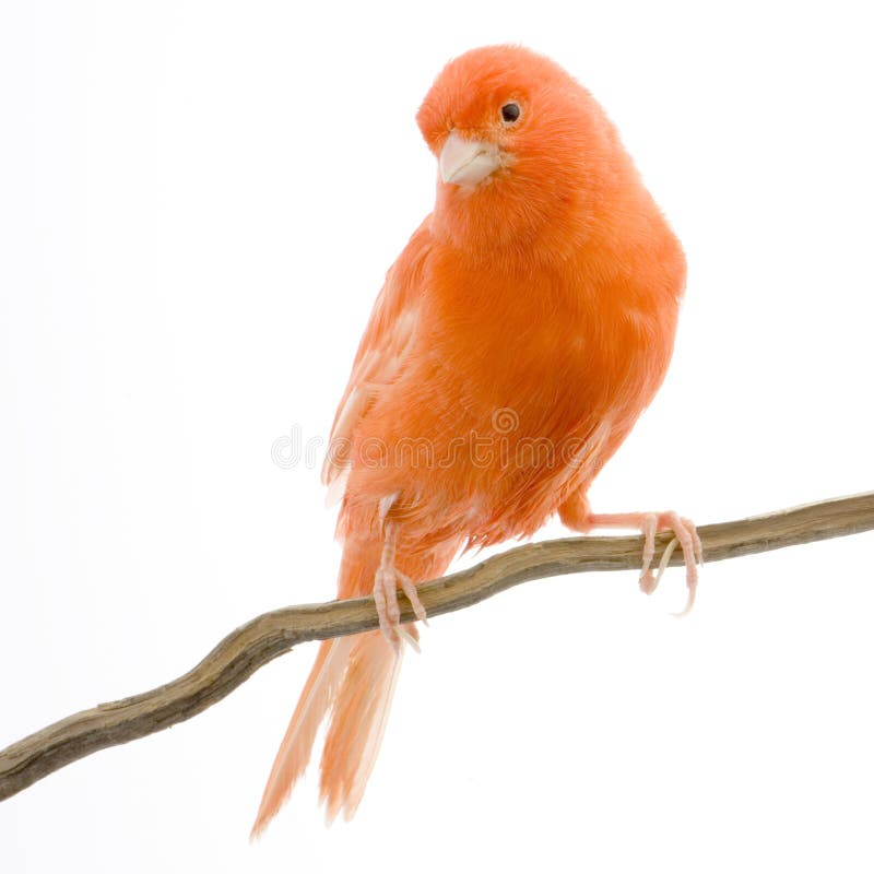 130+ Canary red Free Stock Photos - StockFreeImages