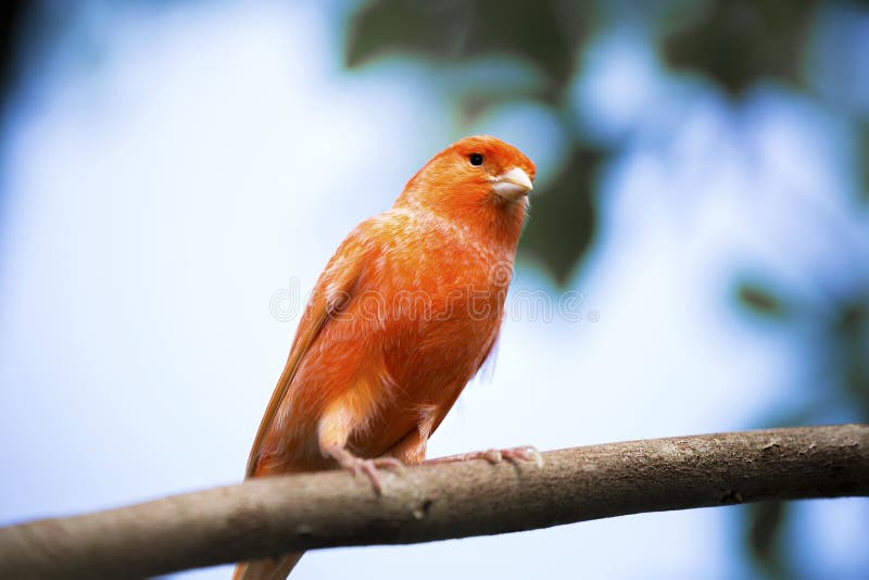 Red Canary on Its Perch in Front Stock Photo - Image of vertebrate ...