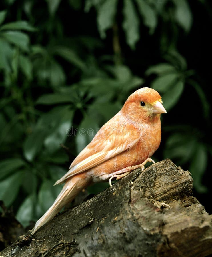 Red Canary, Serinus Canaria Stock Image - Image of serinus, wildlife ...