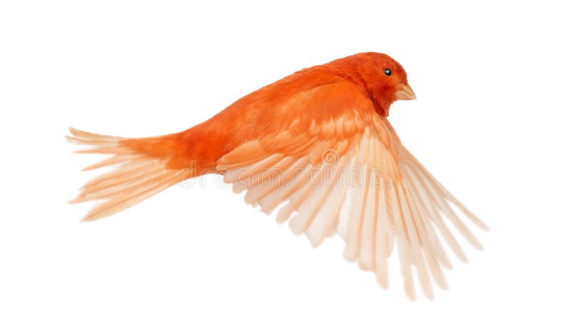 Red Canary Serinus Canaria, Flying Stock Photo - Image of serinus, wild ...