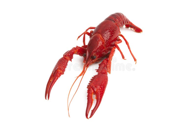 Red cancer stock photo. Image of background, antenna - 152676372