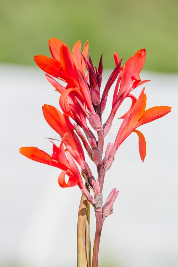 Red Canna stock photo. Image of color, colorful, lily - 97756394