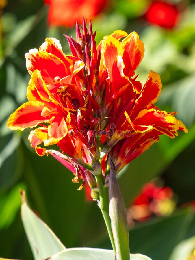 Red canna flower in nature stock photo. Image of canna - 299841612