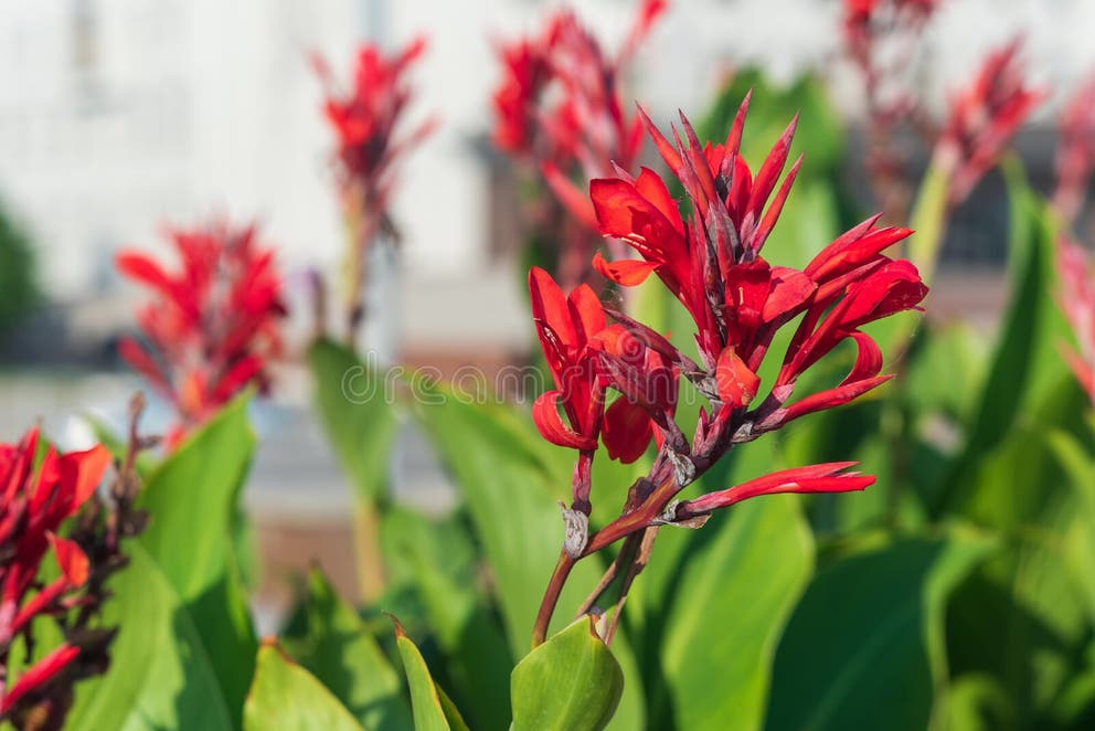 Red Canna Flower in the Park, Background. Stock Photo - Image of wild ...