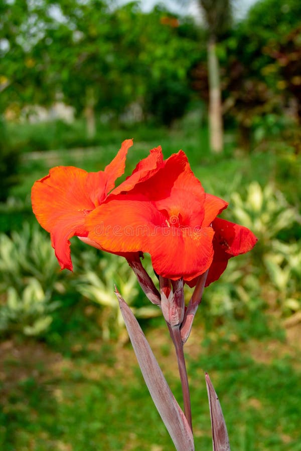 404 Canna Flower Field Red Stock Photos - Free & Royalty-Free Stock ...