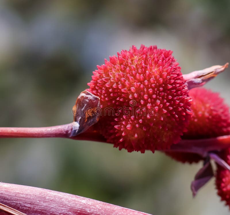 Red Canna lily . Seed pods stock photo. Image of gardening - 263420626