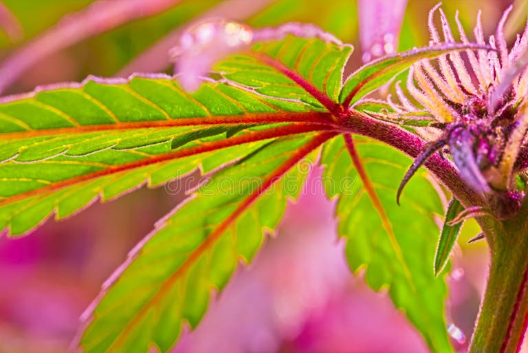 Red cannabis leaf stock photo. Image of ganja, legalize - 136609452