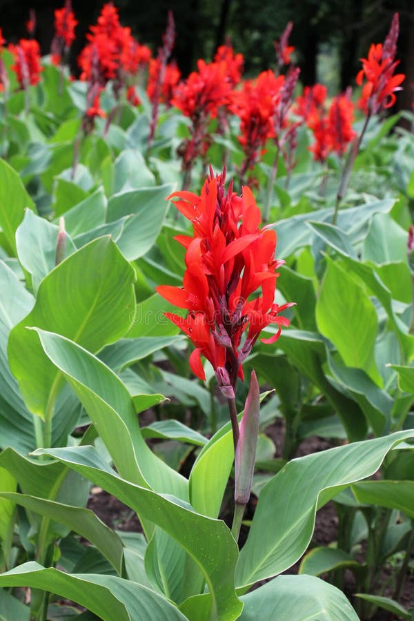 Red Cannas are Blooming on the Flowerbed Stock Photo - Image of ...