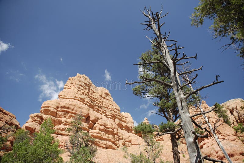 Red Canyon Cliffs and Dead Tree Stock Image - Image of colorful ...