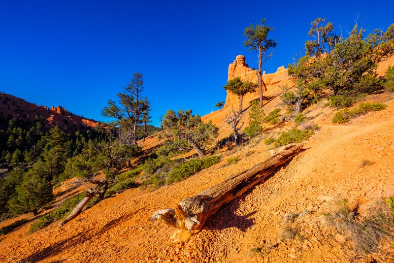Red Canyon Utah stock photo. Image of orange, green, trail - 92035710