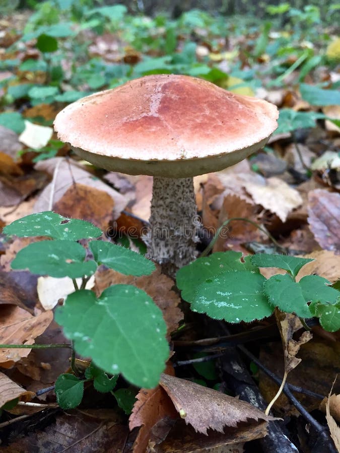 Red-cap boletus stock photo. Image of edible, closeup - 69391238