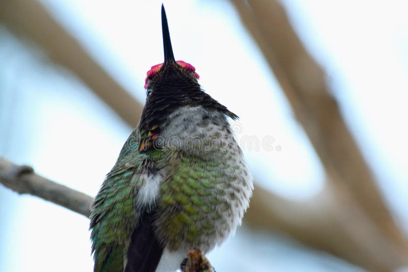 Red Capped Hummingbird in Snow 09 Stock Image - Image of perch, tiny ...
