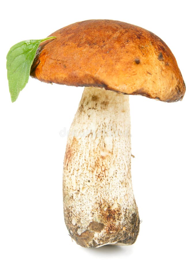 Red-cap mushroom stock photo. Image of porcini, single - 22956112