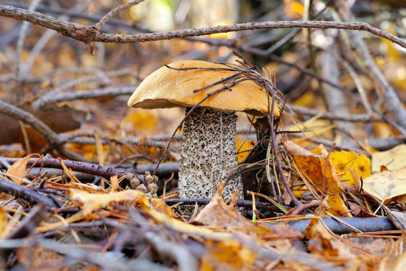 Red cap mushroom in forest stock image. Image of nature - 265095679