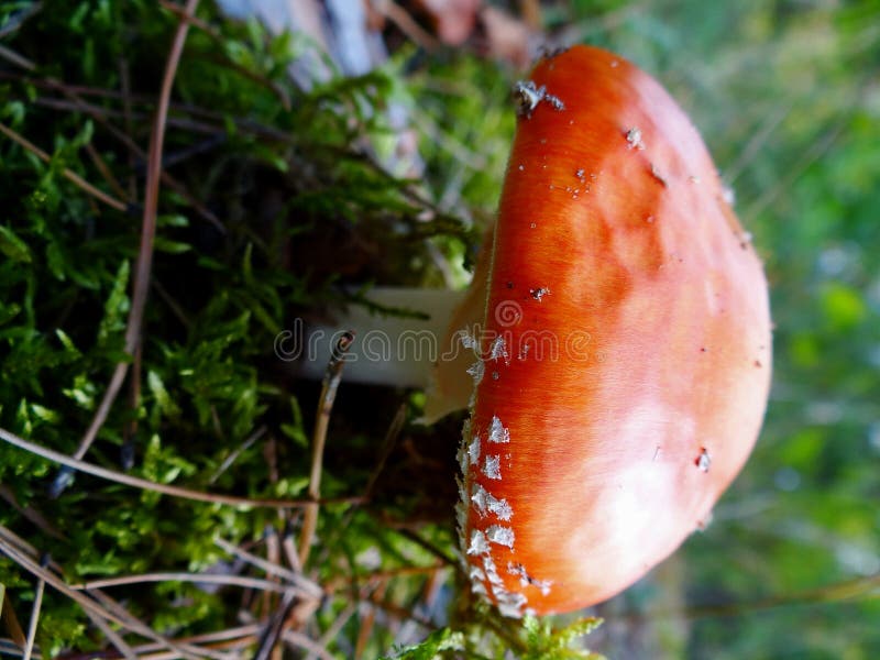 Red Cap Mushroom in Green Moss Stock Photo - Image of mushroom ...